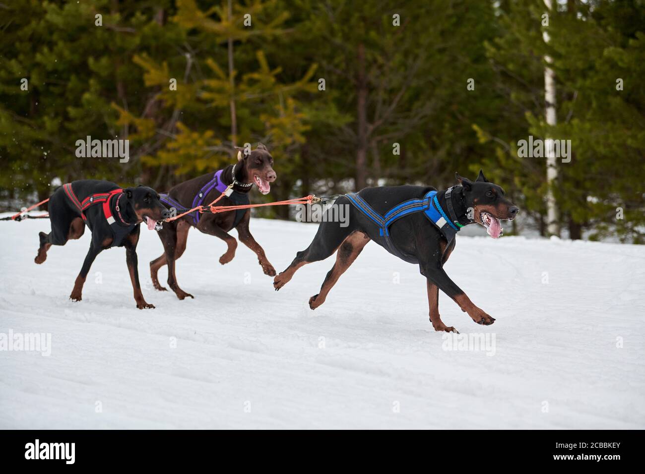 Running Doberman dog on sled dog racing. Winter dog sport sled team ...