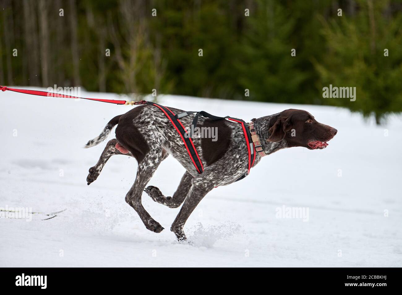 English Pointer High Resolution Stock Photography and Images - Alamy
