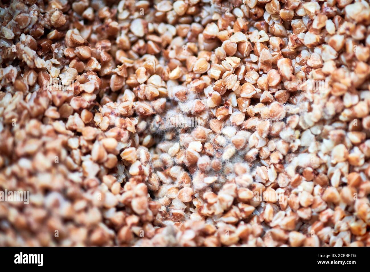 Moldy buckwheat, macro, close up.. Fluffy fungi spores mold growing on ...