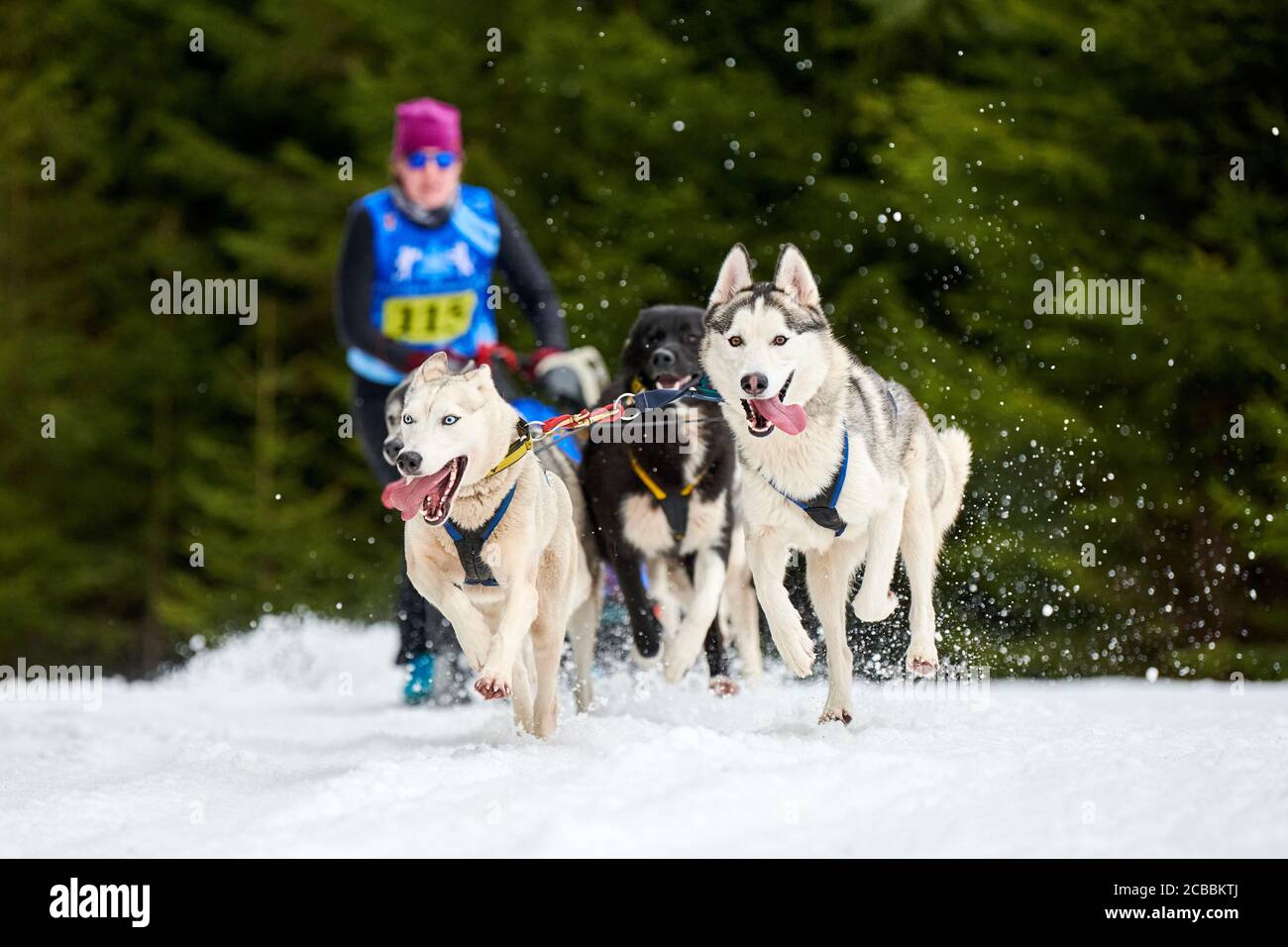 Husky sled dog racing. Winter dog sport sled team competition. Siberian ...