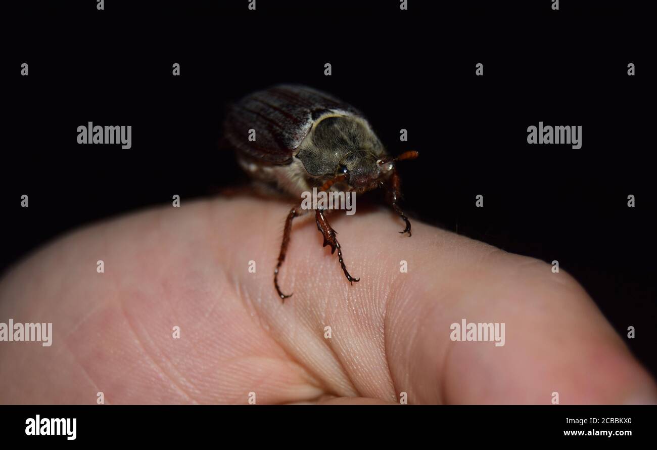 Beetle stands hi-res stock photography and images - Alamy