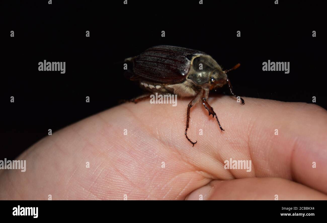 Beetle stands hi-res stock photography and images - Alamy