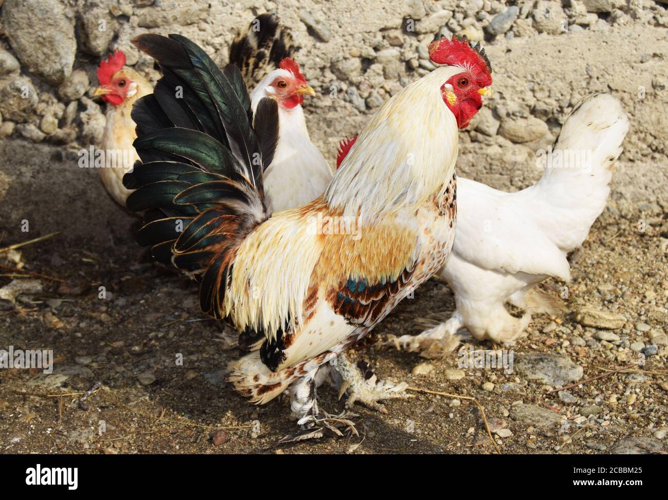 Little hen hi-res stock photography and images - Alamy