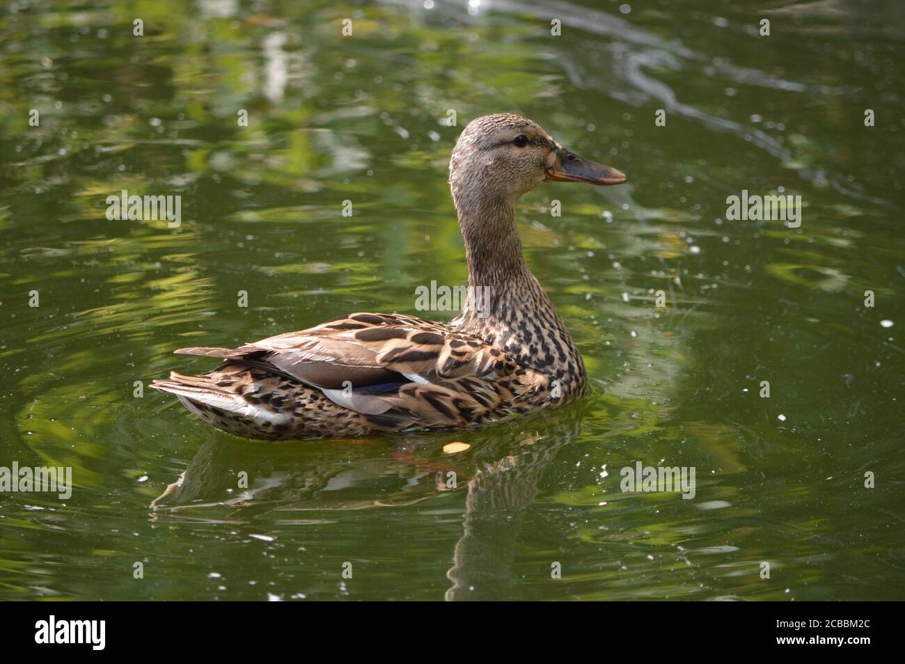 Summer duck hi-res stock photography and images - Alamy
