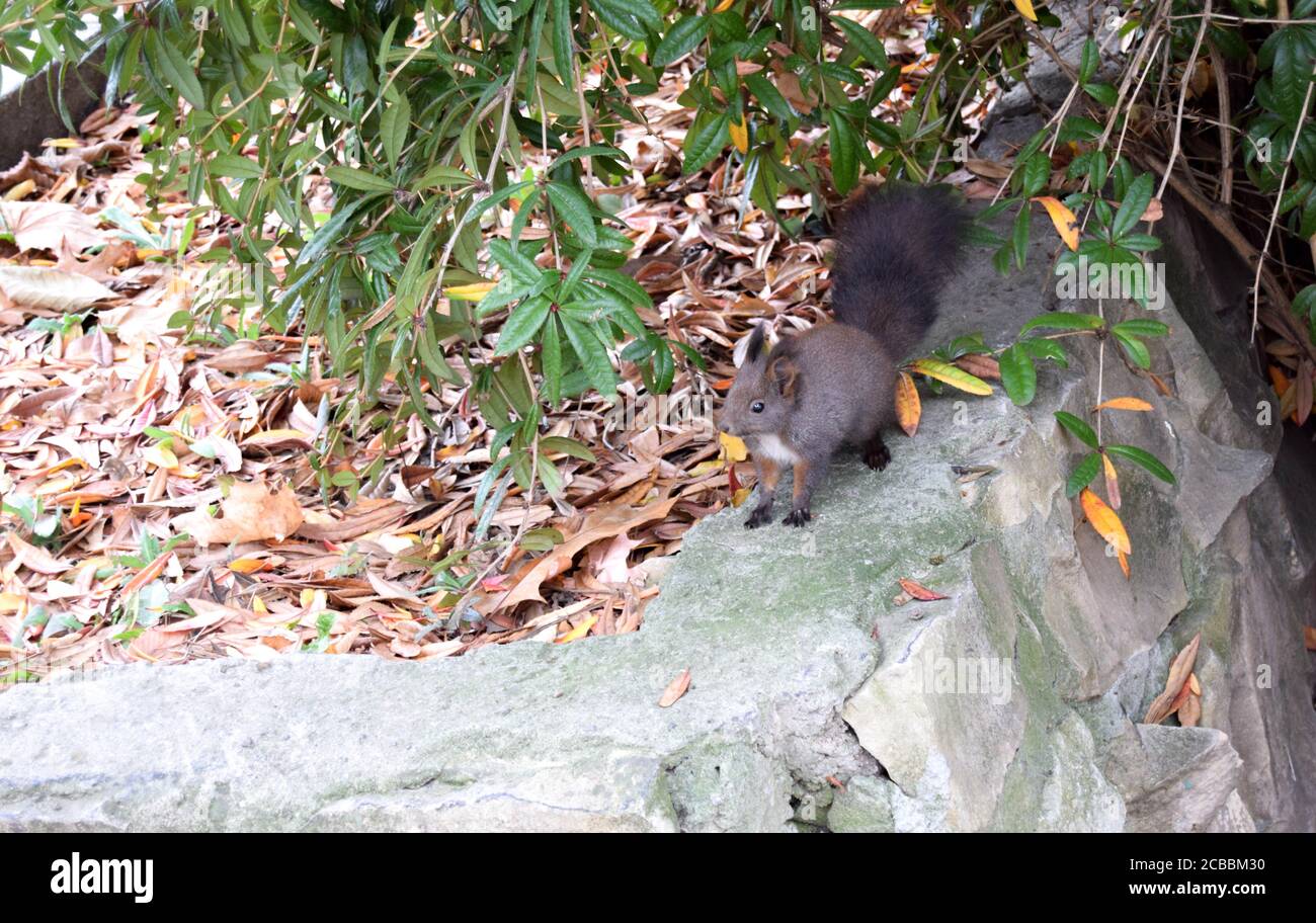 Frightened squirrel hi-res stock photography and images - Alamy