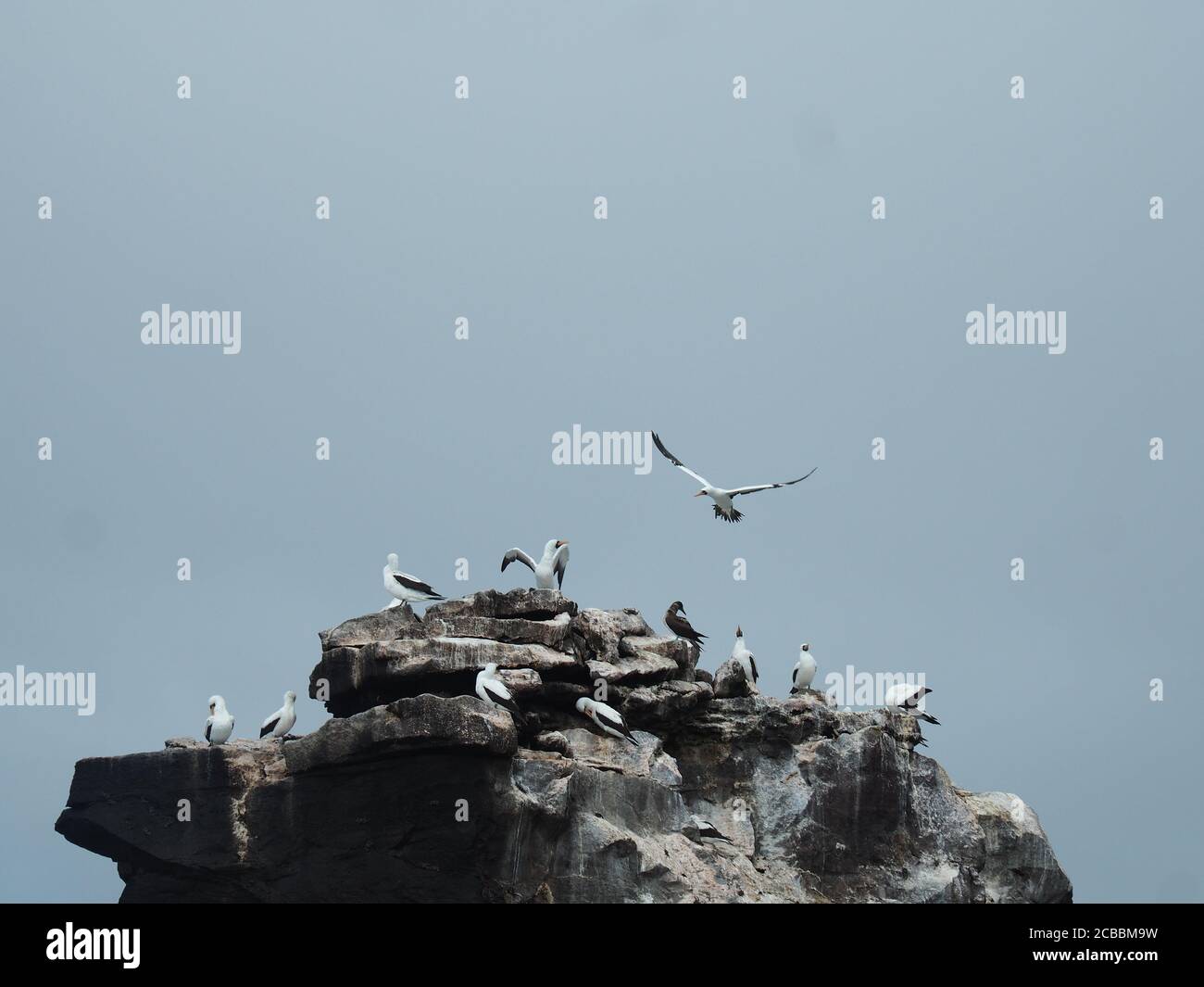 Seagulls in rock coast hi-res stock photography and images - Alamy