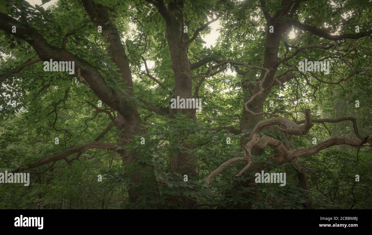 Sweet Chestnut Tree in the Woods, North Yorkshire Stock Photo - Alamy