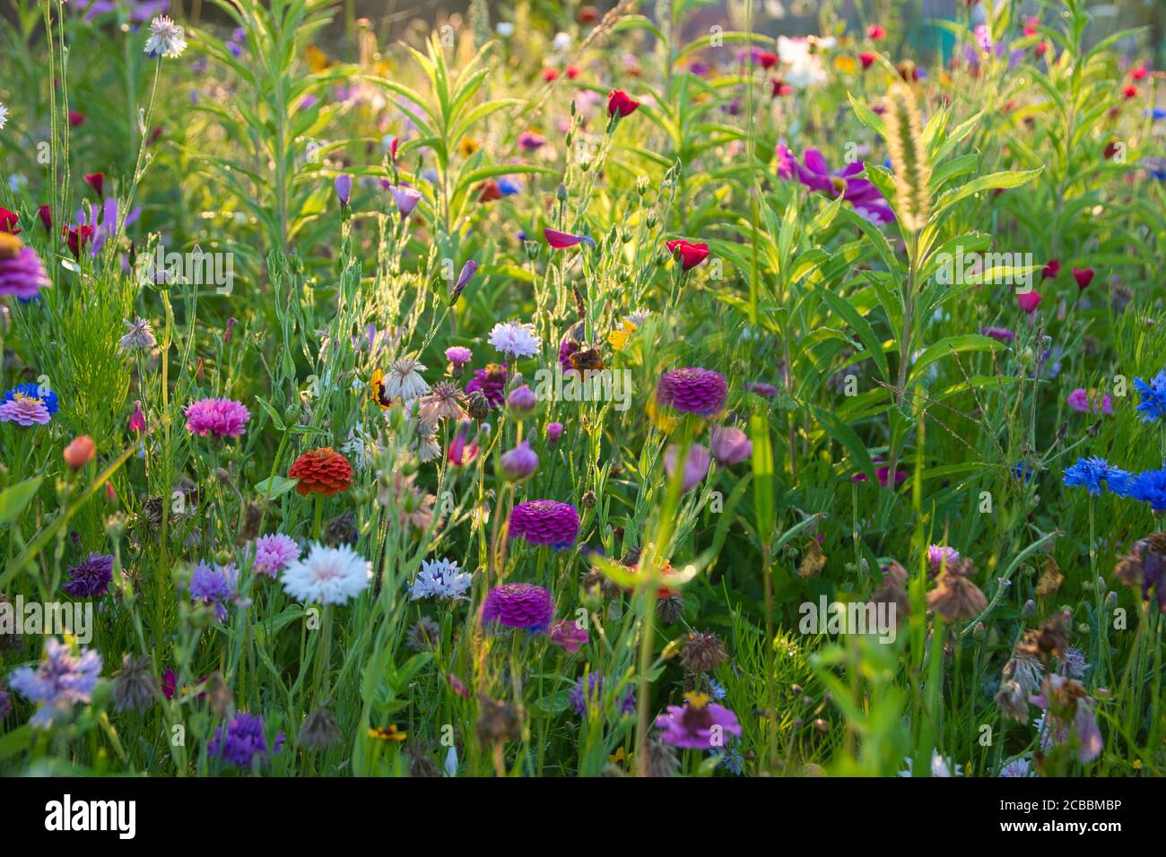 meadow of wild flowers in Alsace in France in the Grand Ried area Stock ...