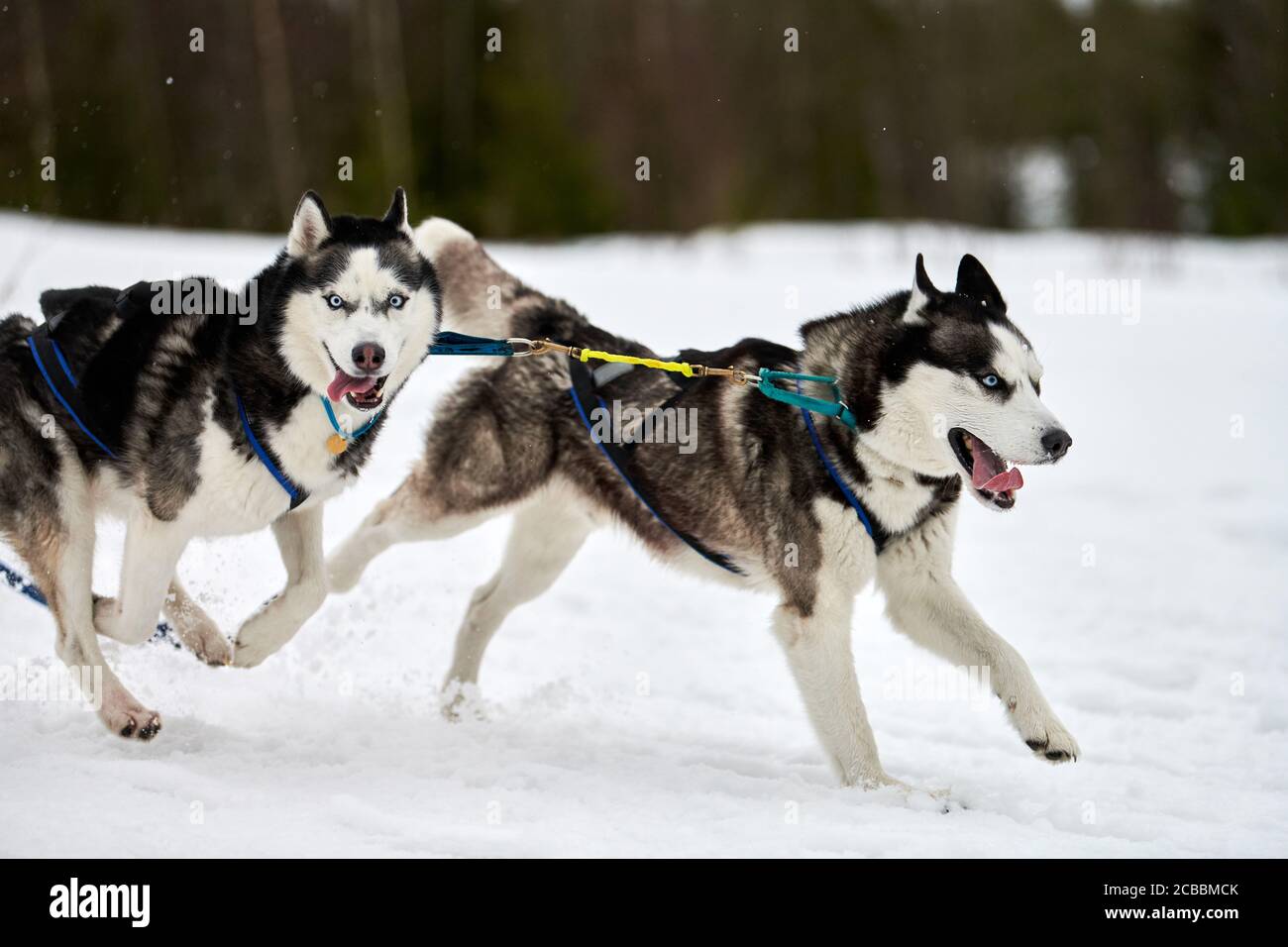 Running Husky dog on sled dog racing. Winter dog sport sled team ...