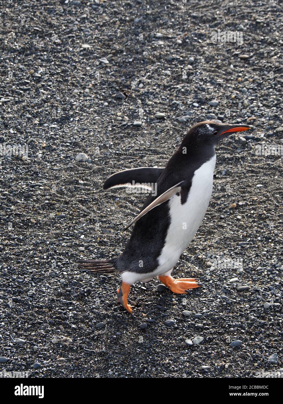 Vertical shot penguins standing hi-res stock photography and images - Alamy