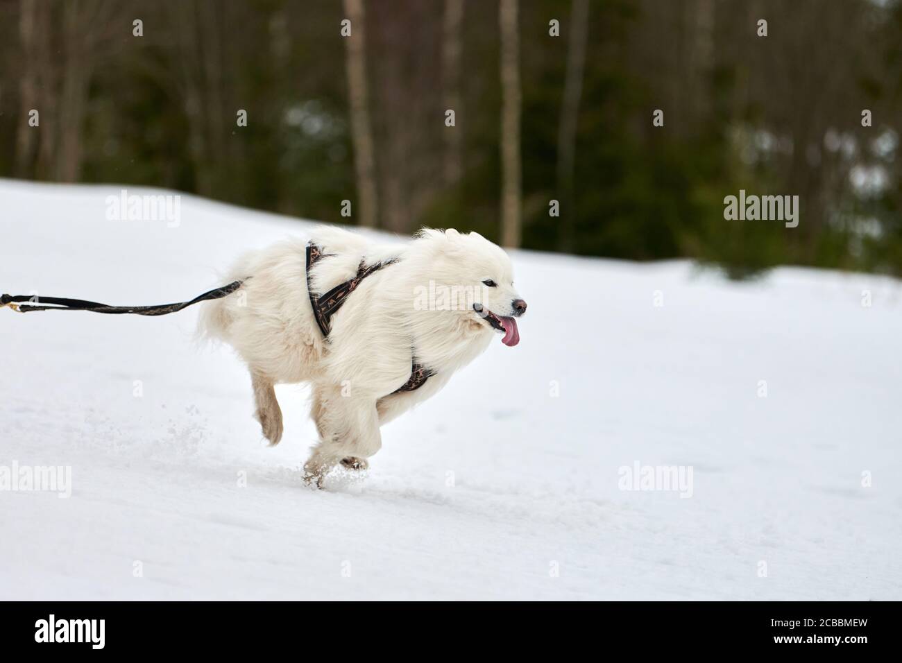 Samoyed team hi-res stock photography and images - Alamy