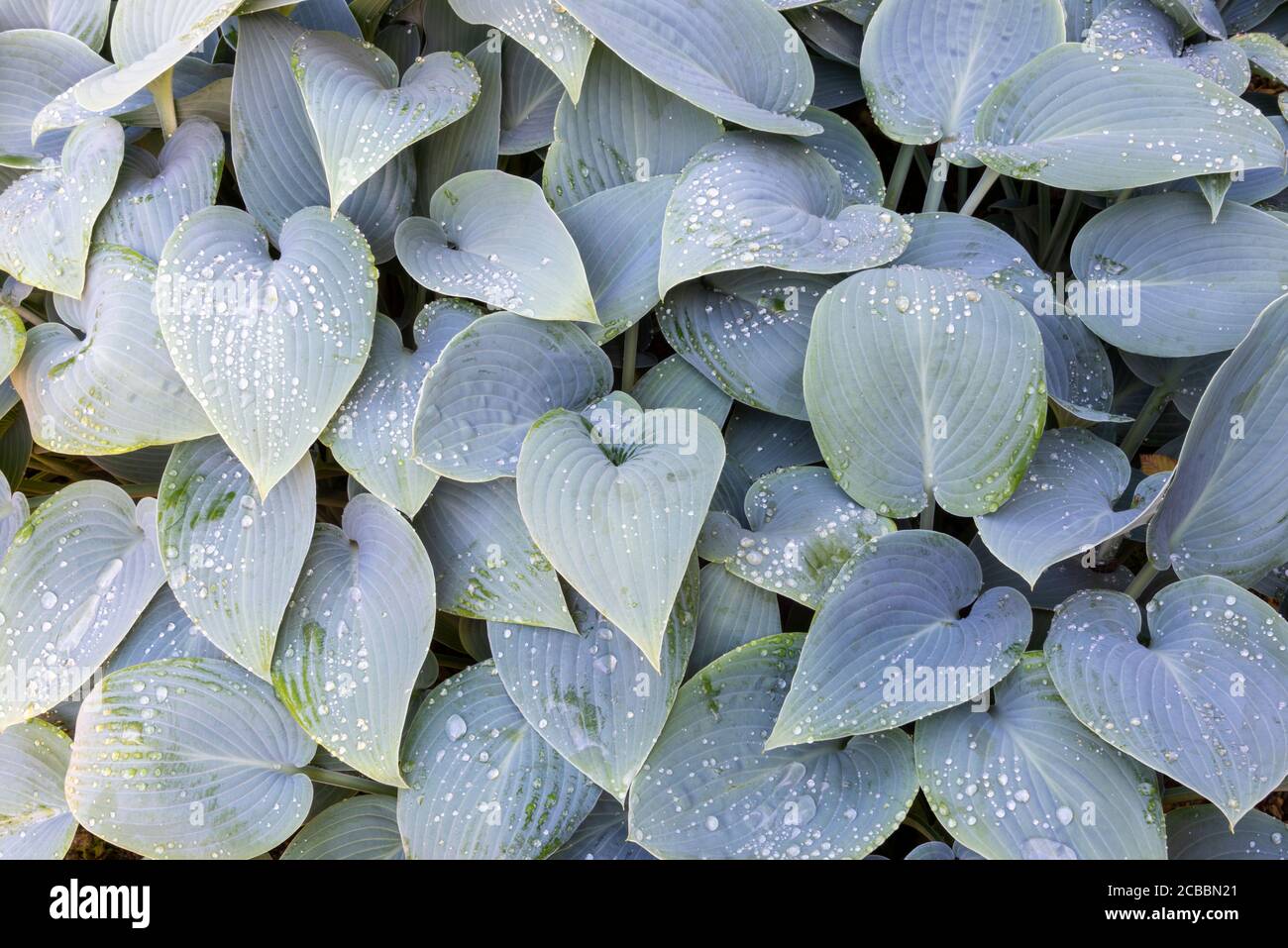 Overhead photograph of mass of grey leaves of Hosta 'Halcyon' (plantain ...