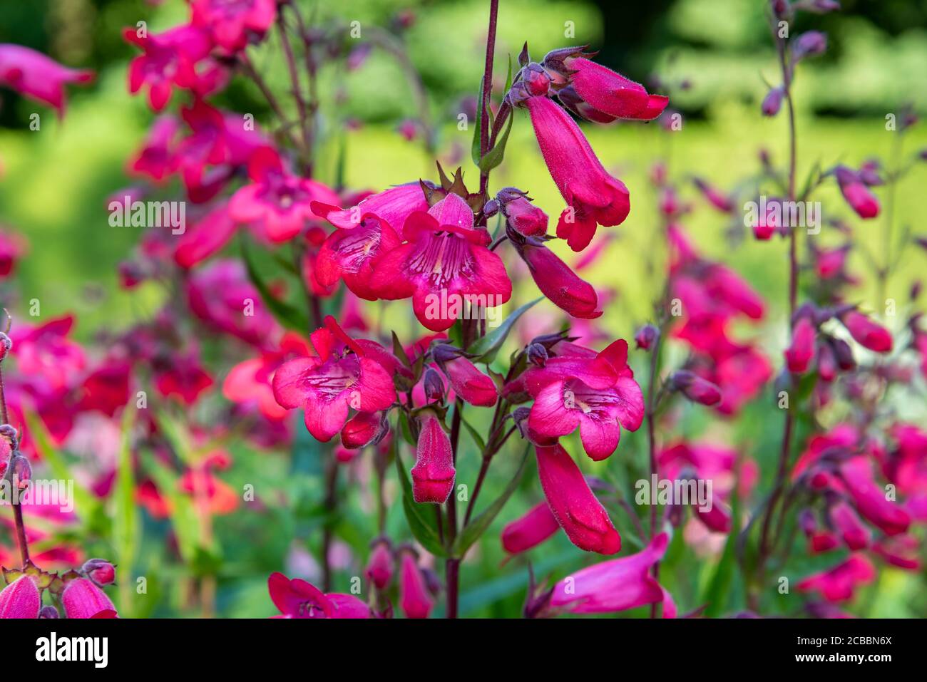 Close up of crimson red Penstemon `Schoenholzeri` (Penstemon 'Firebird ...