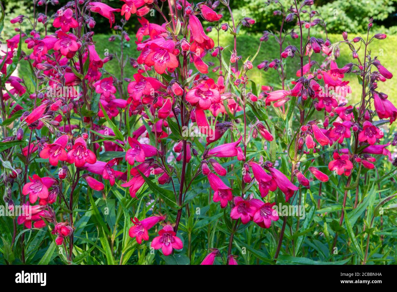 Close up of crimson red Penstemon `Schoenholzeri` (Penstemon 'Firebird ...