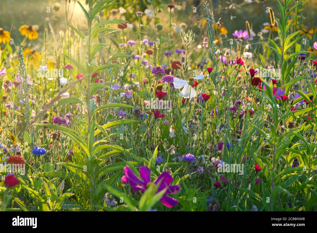 meadow of wild flowers in Alsace in France in the Grand Ried area Stock ...