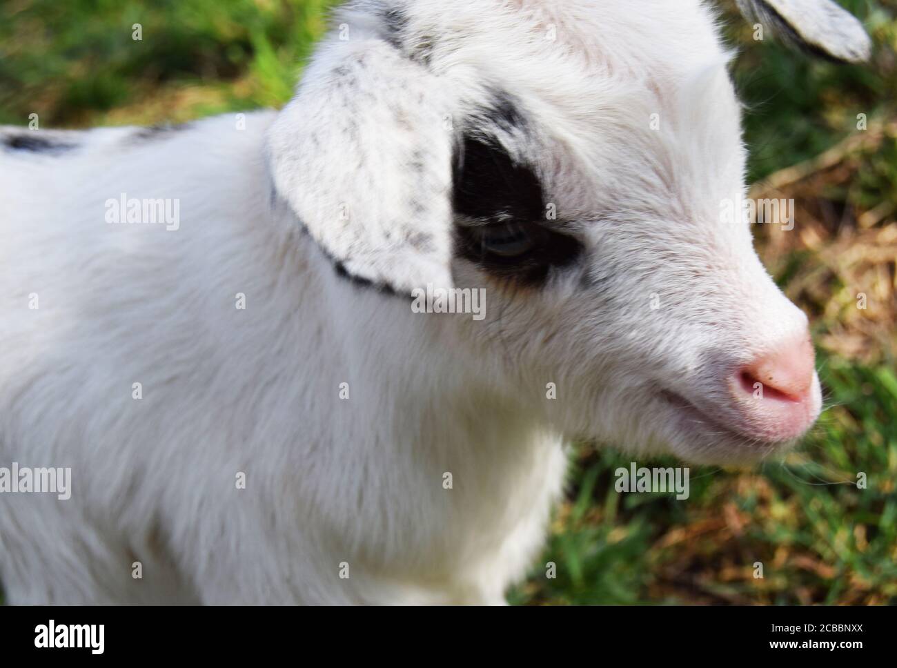 the portrait of a white baby goat with a black spot on the eye Stock ...