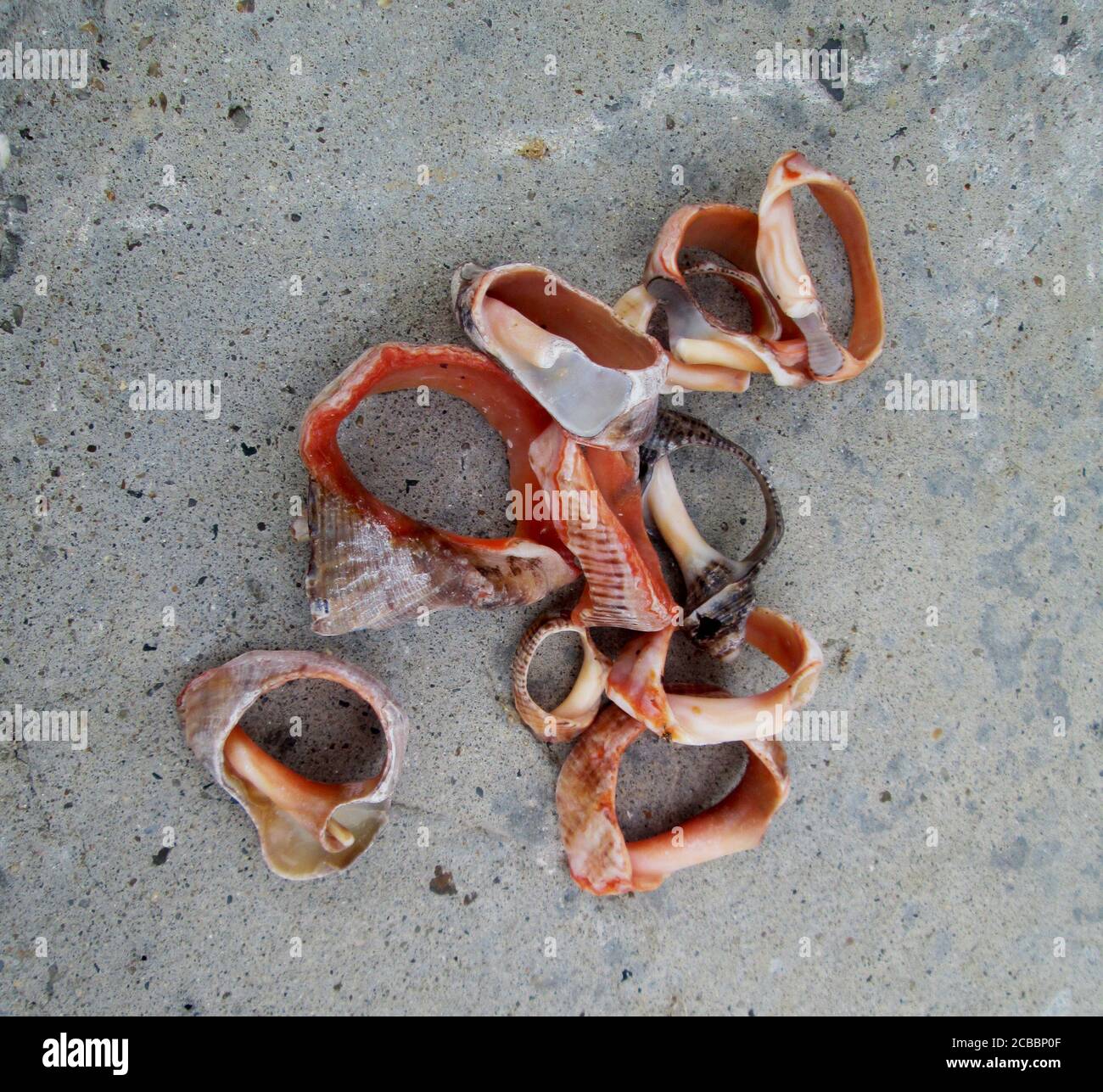 Broken shells on the beach Stock Photo - Alamy