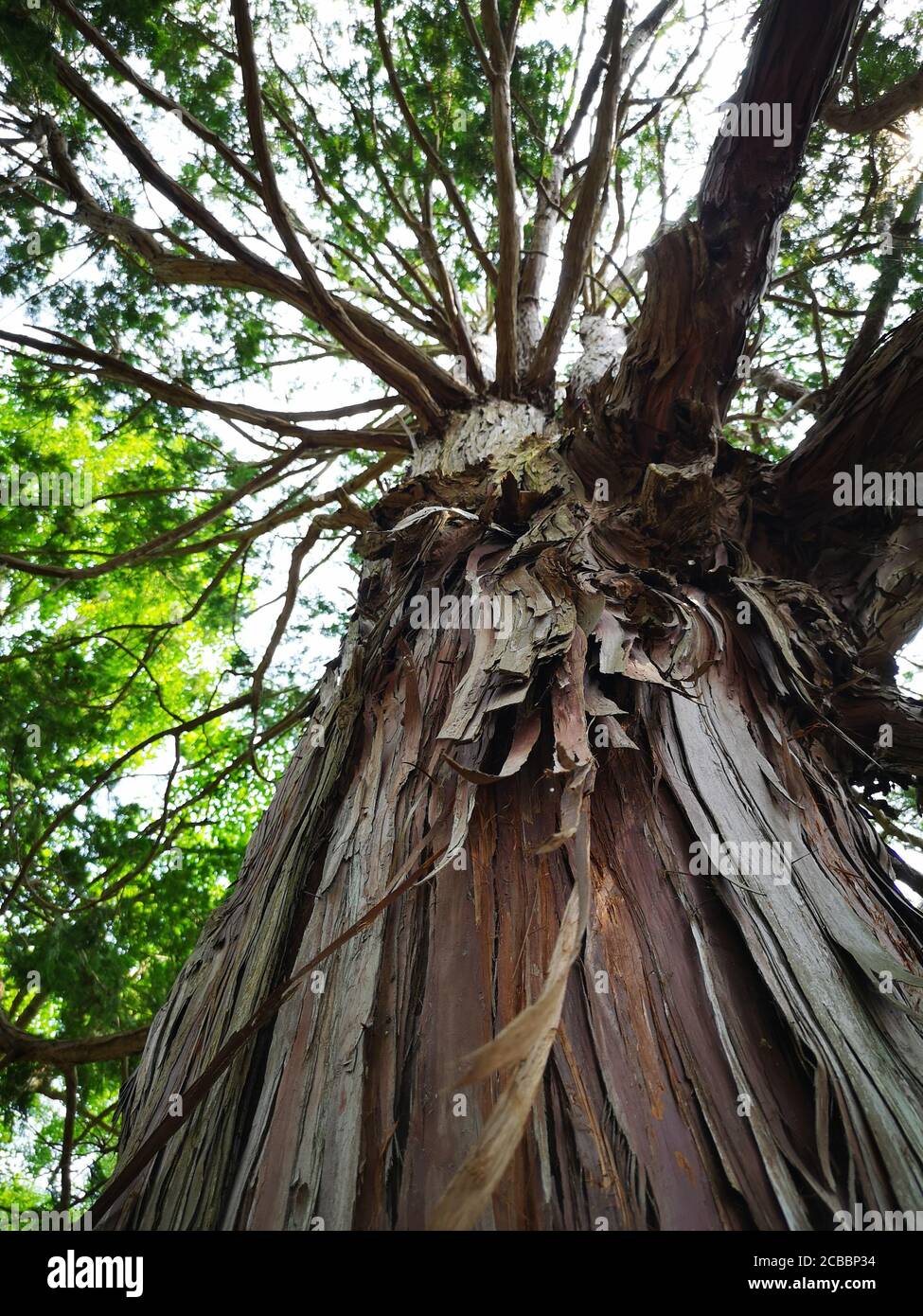 Vertical low angle shot of a tall tree with a damaged peeled trunk ...