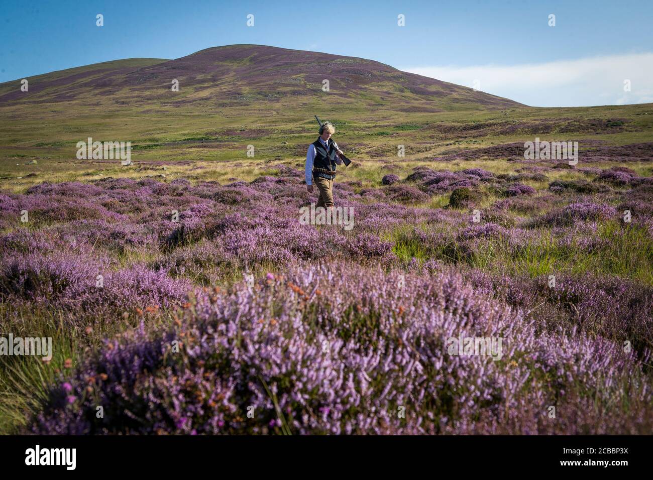Official start grouse shooting season hi-res stock photography and ...