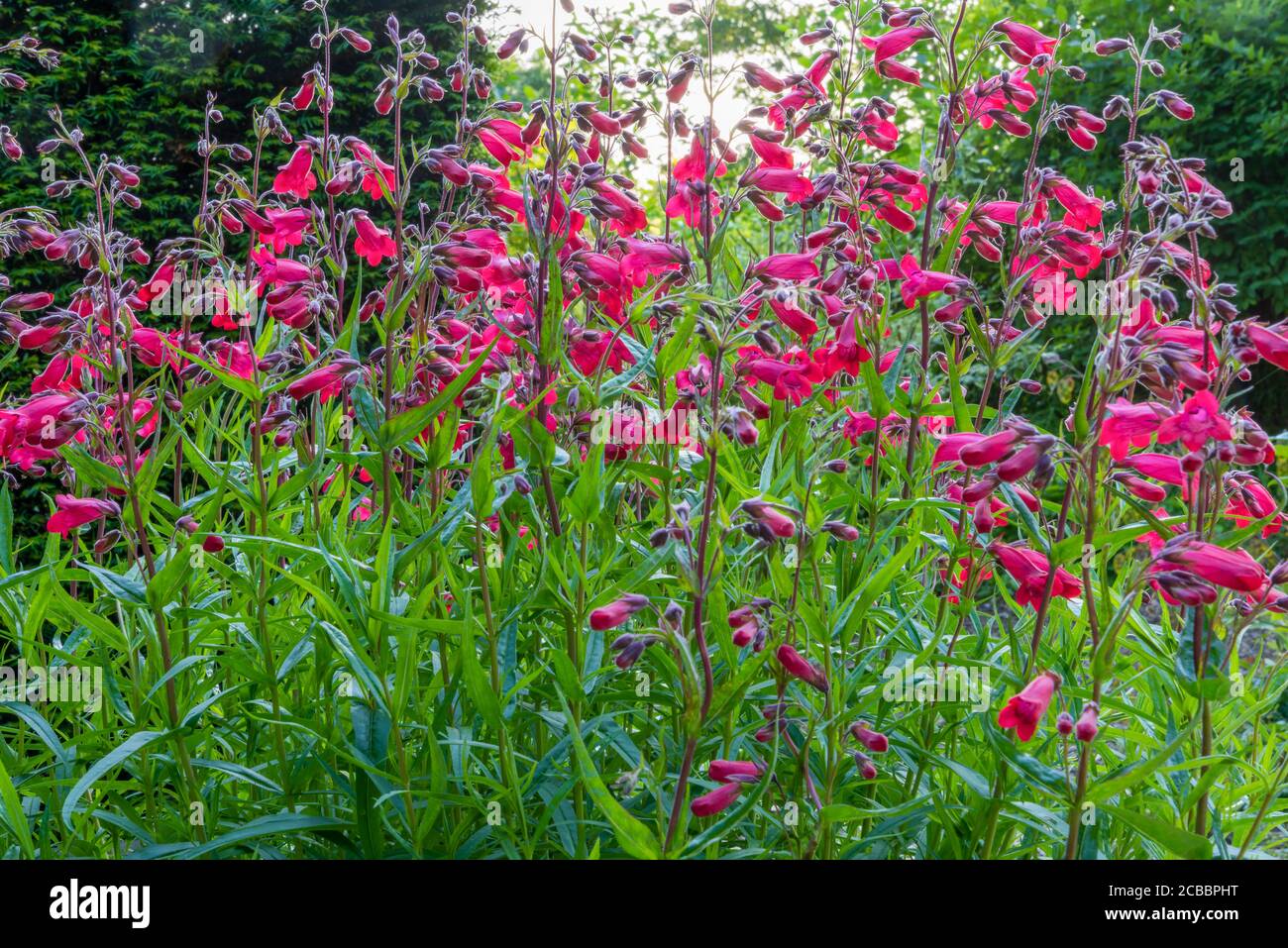 Penstemon hartwegii firebird hi-res stock photography and images - Alamy