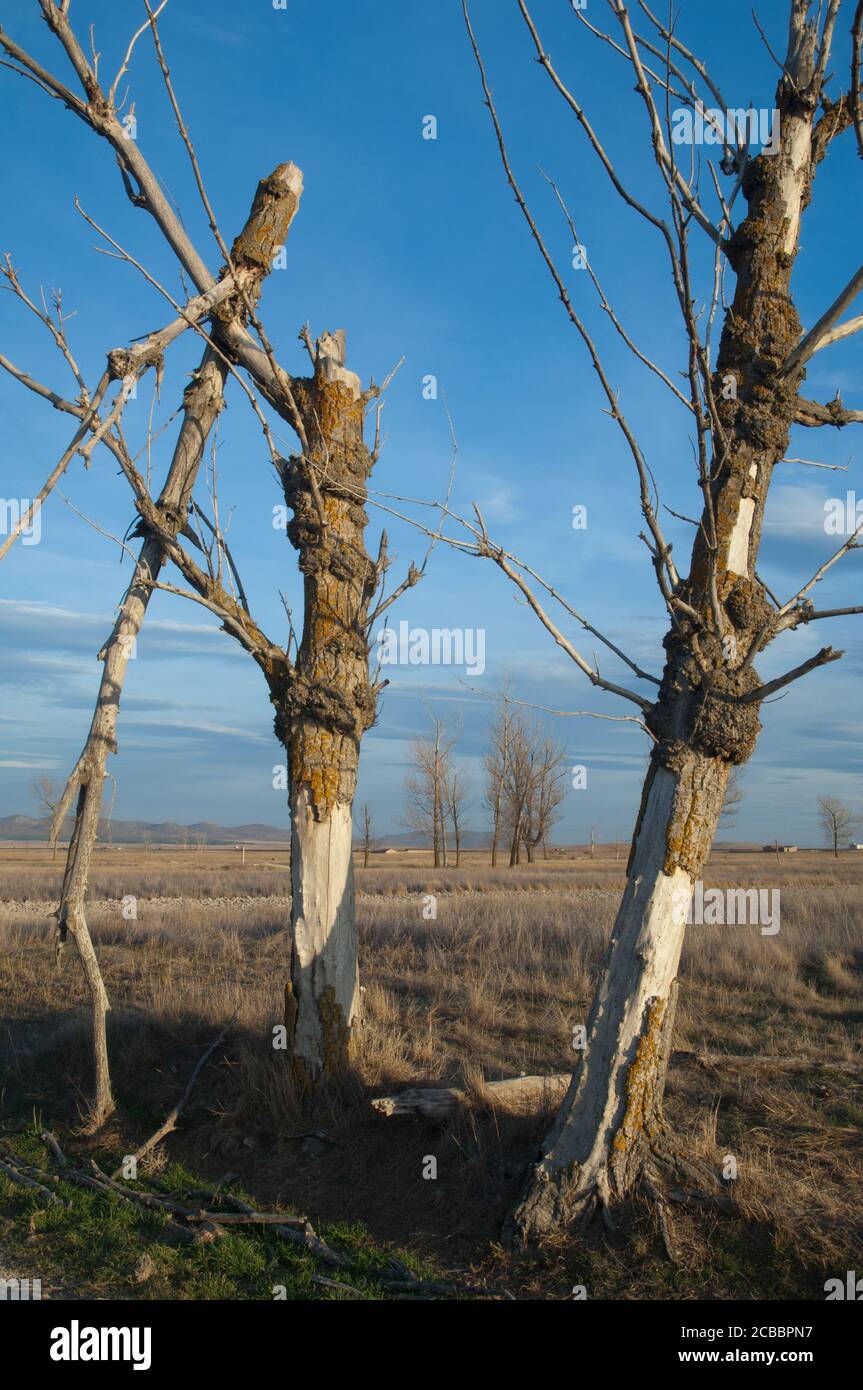 Dead trees. Gallocanta Lagoon Aragon Spain Stock Photo - Alamy