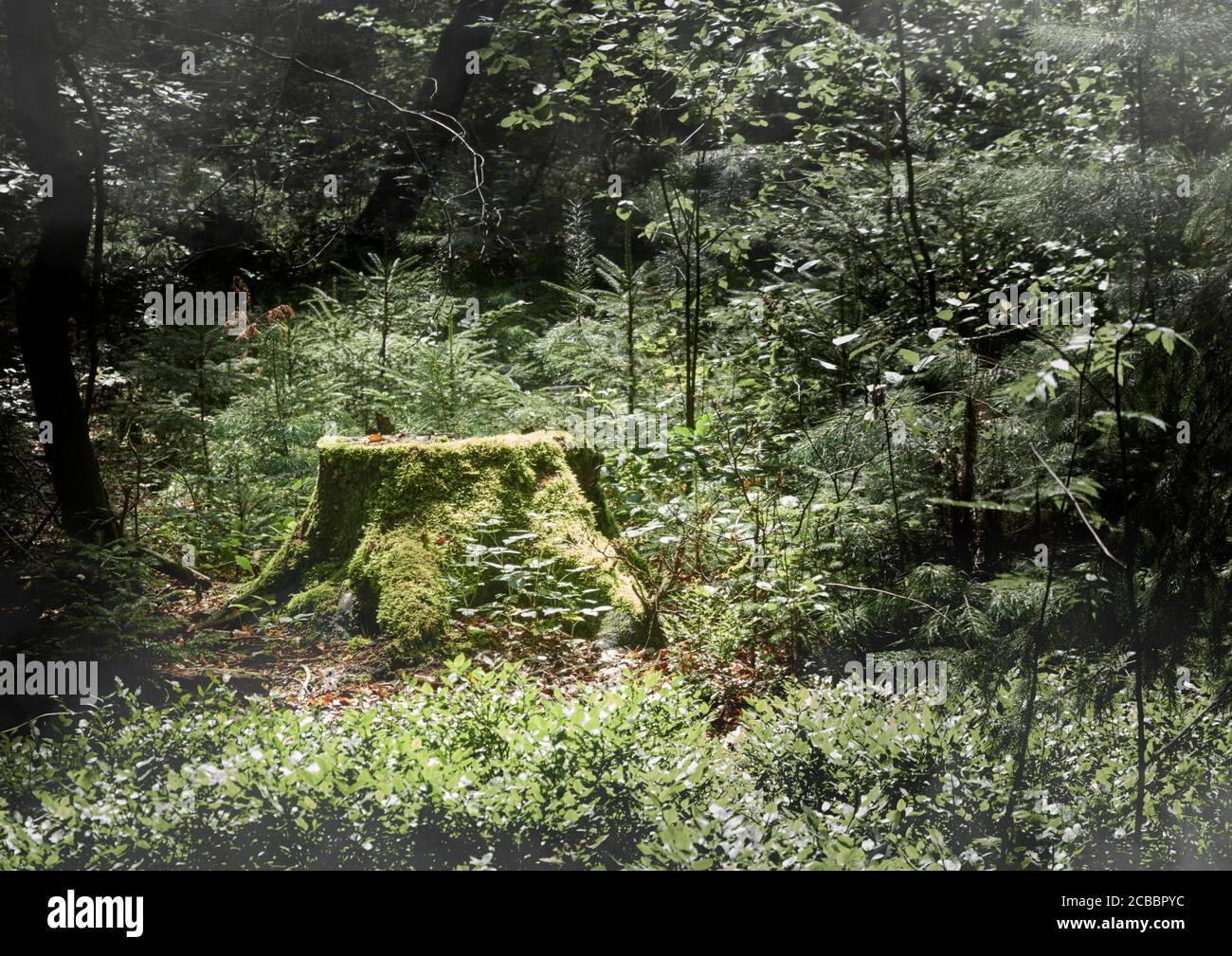dark scary forest with a moss-covered tree stump in the undergrowth ...