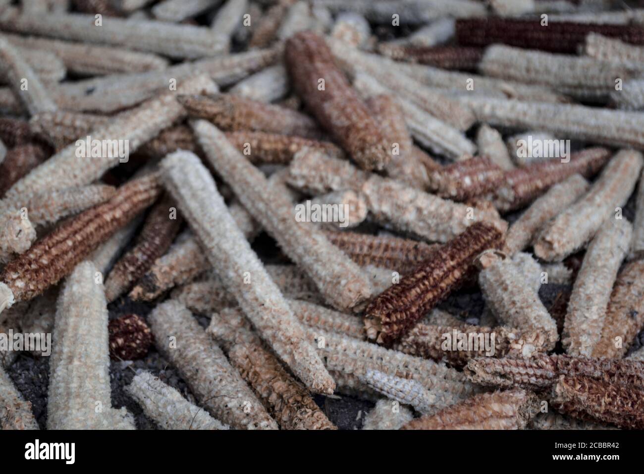 Pile of old empty corn cobs with removed kernels Stock Photo - Alamy