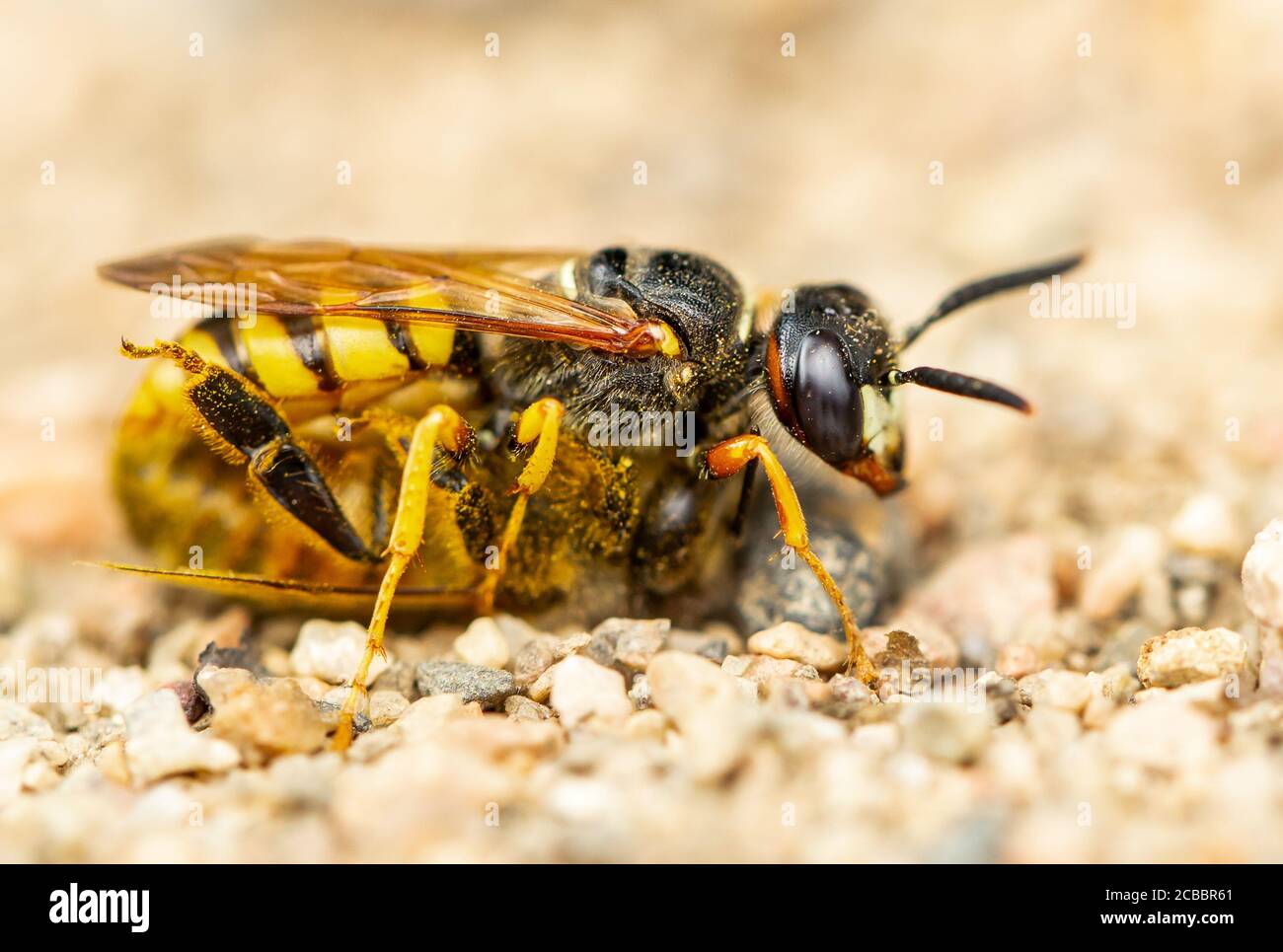 European beewolf hi-res stock photography and images - Alamy