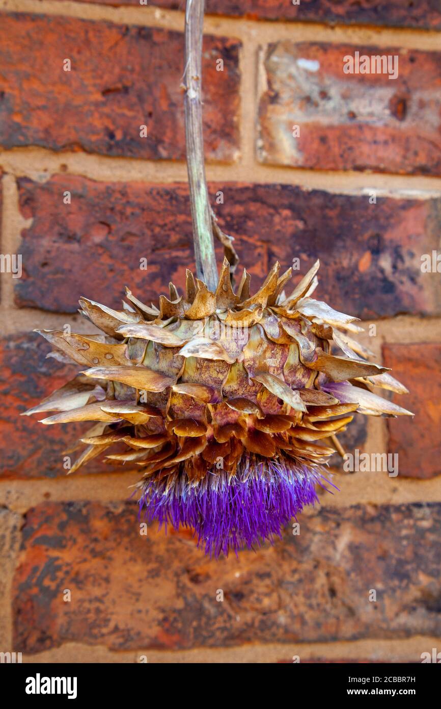 Towering perennials hi-res stock photography and images - Alamy