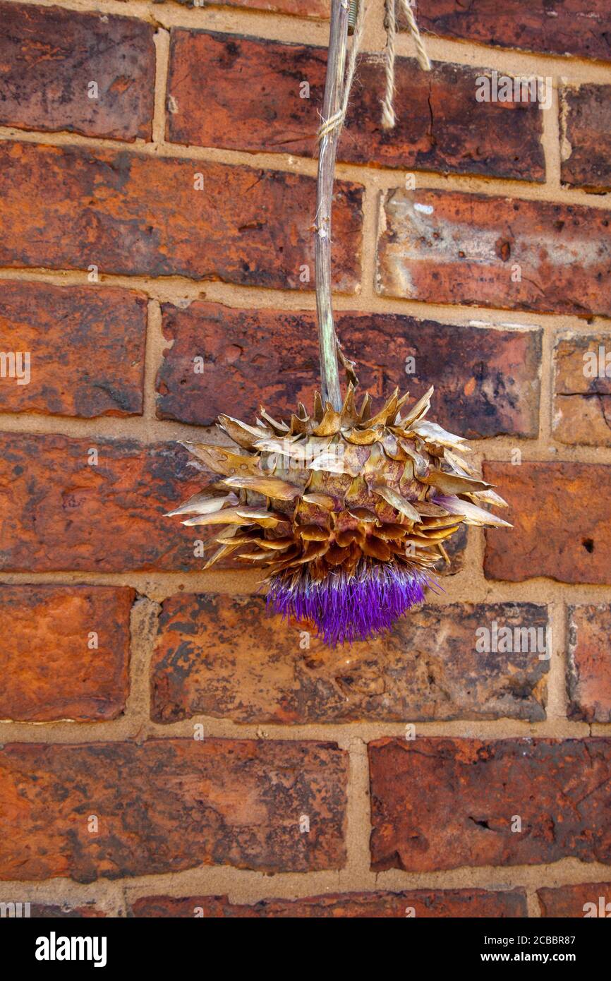 Towering perennials hi-res stock photography and images - Alamy