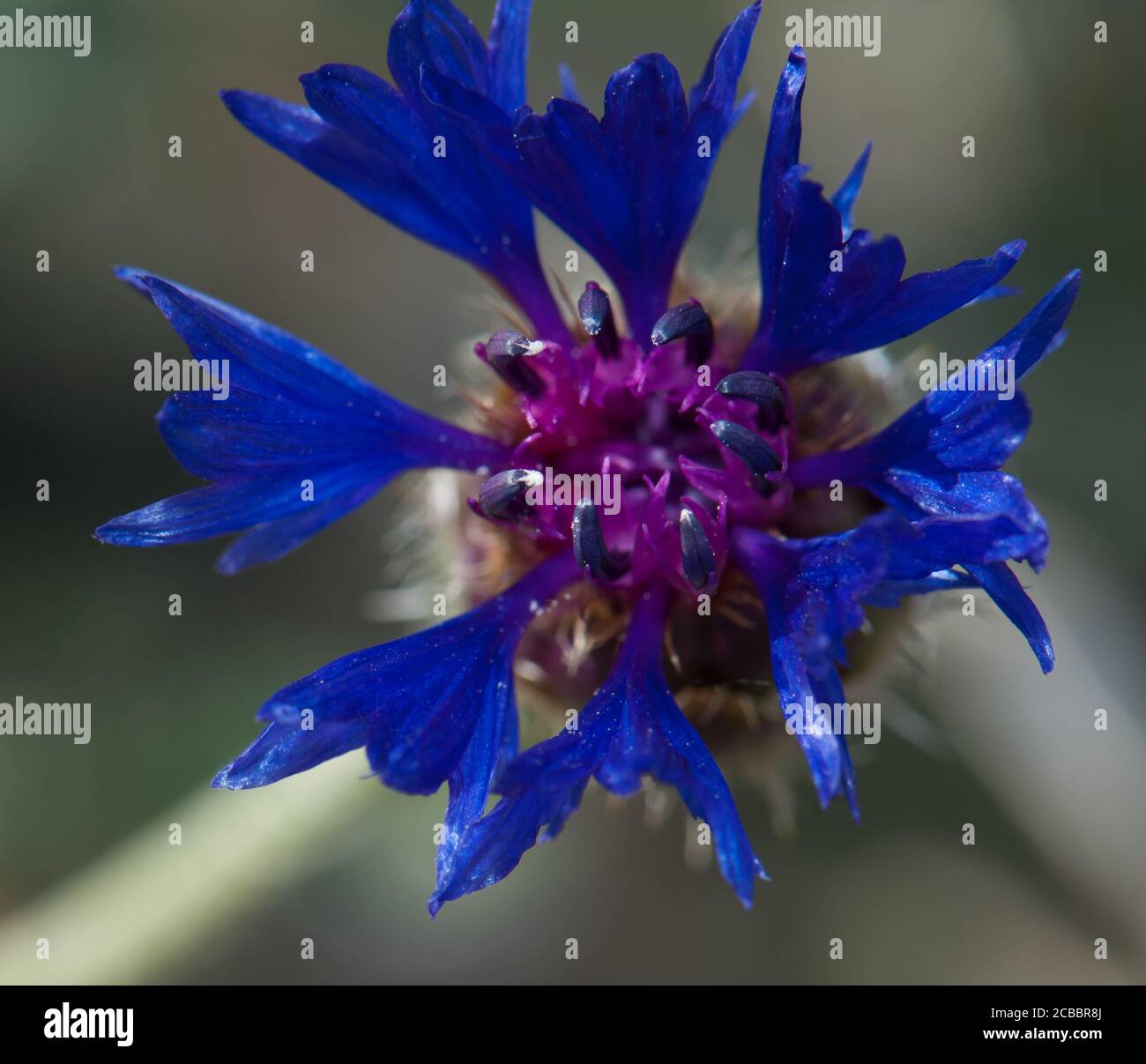 Flower of Centaurea sp. Gallocanta Lagoon Natural Reserve. Aragon ...