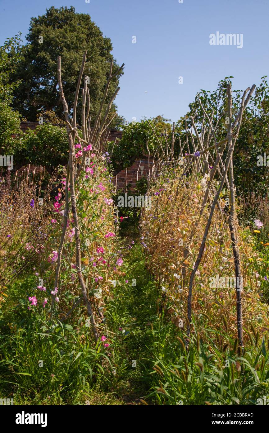 Doddington Hall Lincolnshire, growing sweet peas, fragrance, Victorian ...