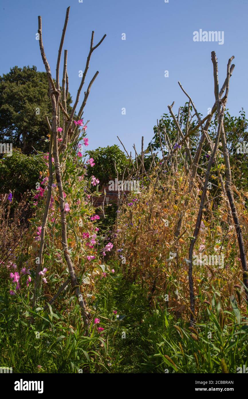 Doddington Hall Lincolnshire, growing sweet peas, fragrance, Victorian ...