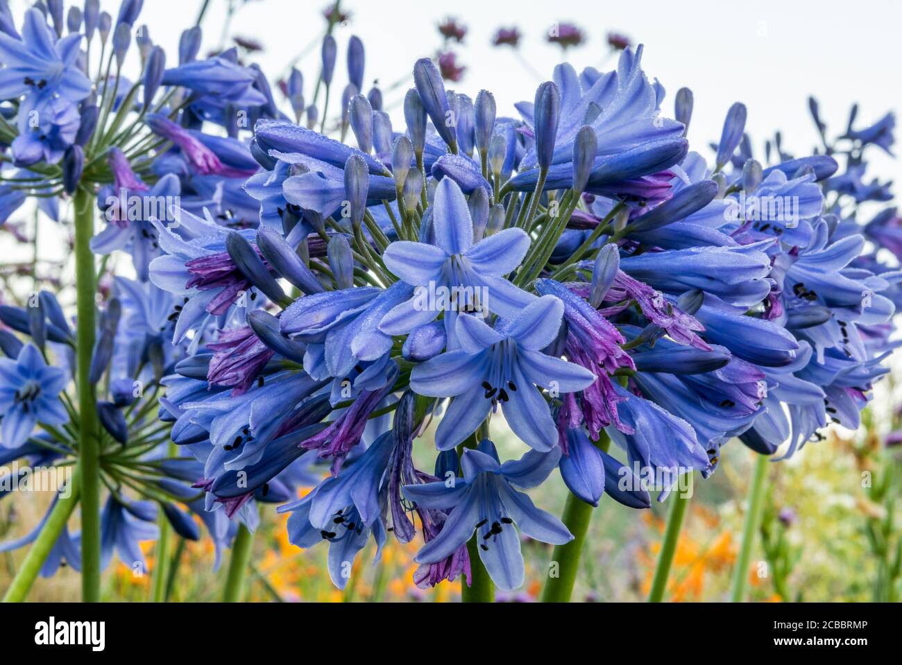 Close up of blue flowers of African Lily, Agapanthus `Margaret` Lily of ...