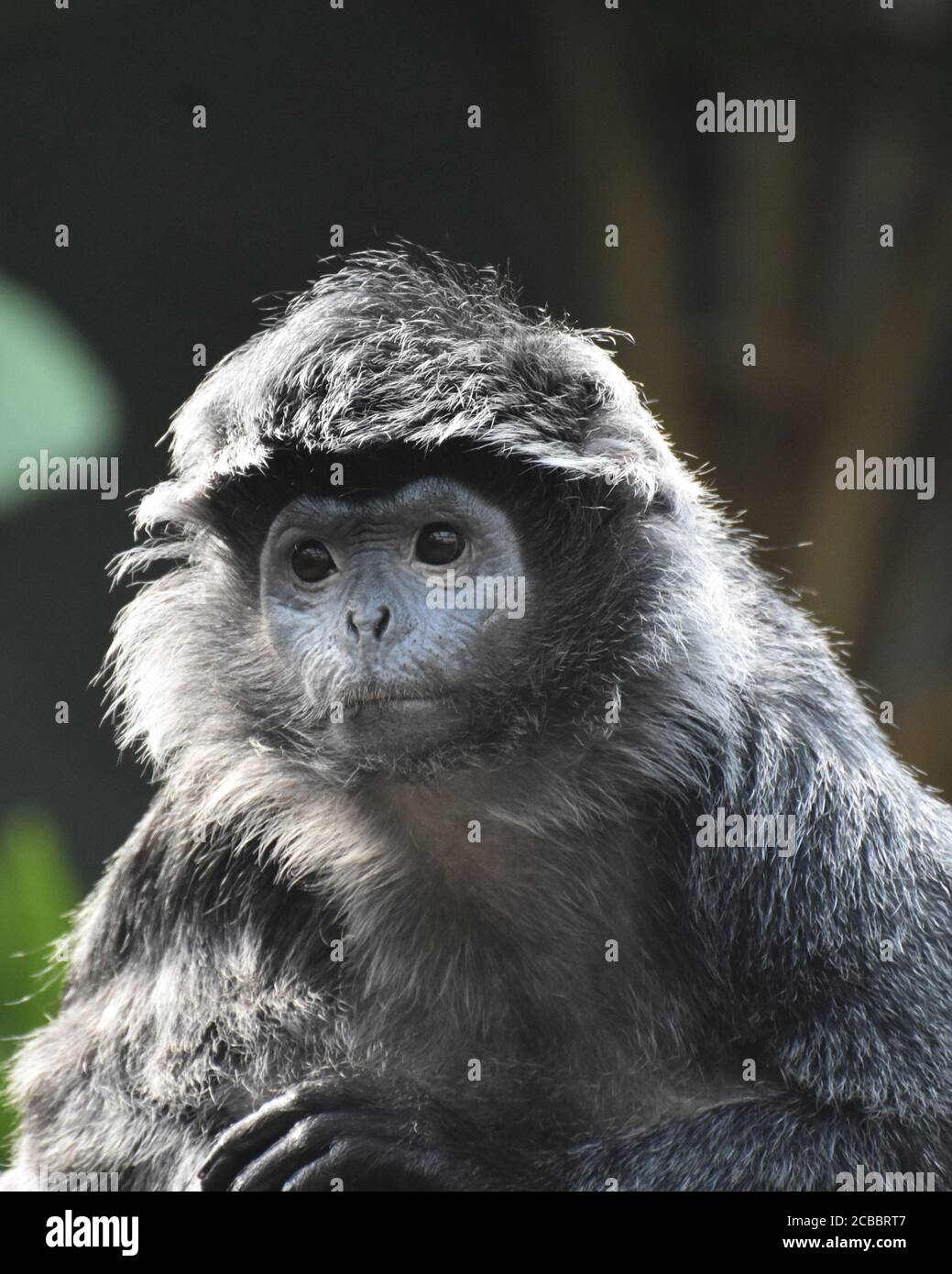 Black Langur High Resolution Stock Photography and Images - Alamy