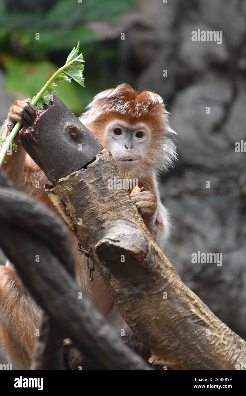 Javan lutung hi-res stock photography and images - Alamy