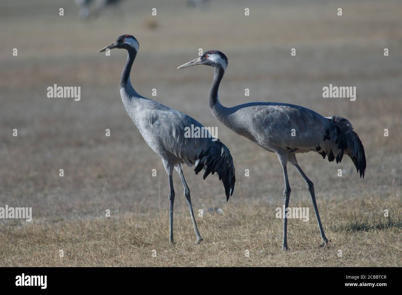 Common cranes Grus grus . Gallocanta Lagoon Natural Reserve. Aragon ...
