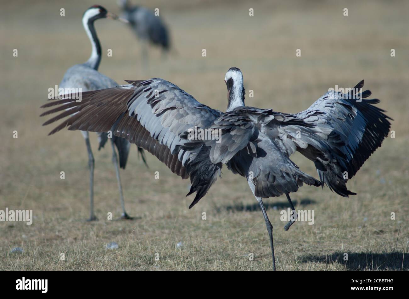 One legged crane hi-res stock photography and images - Alamy