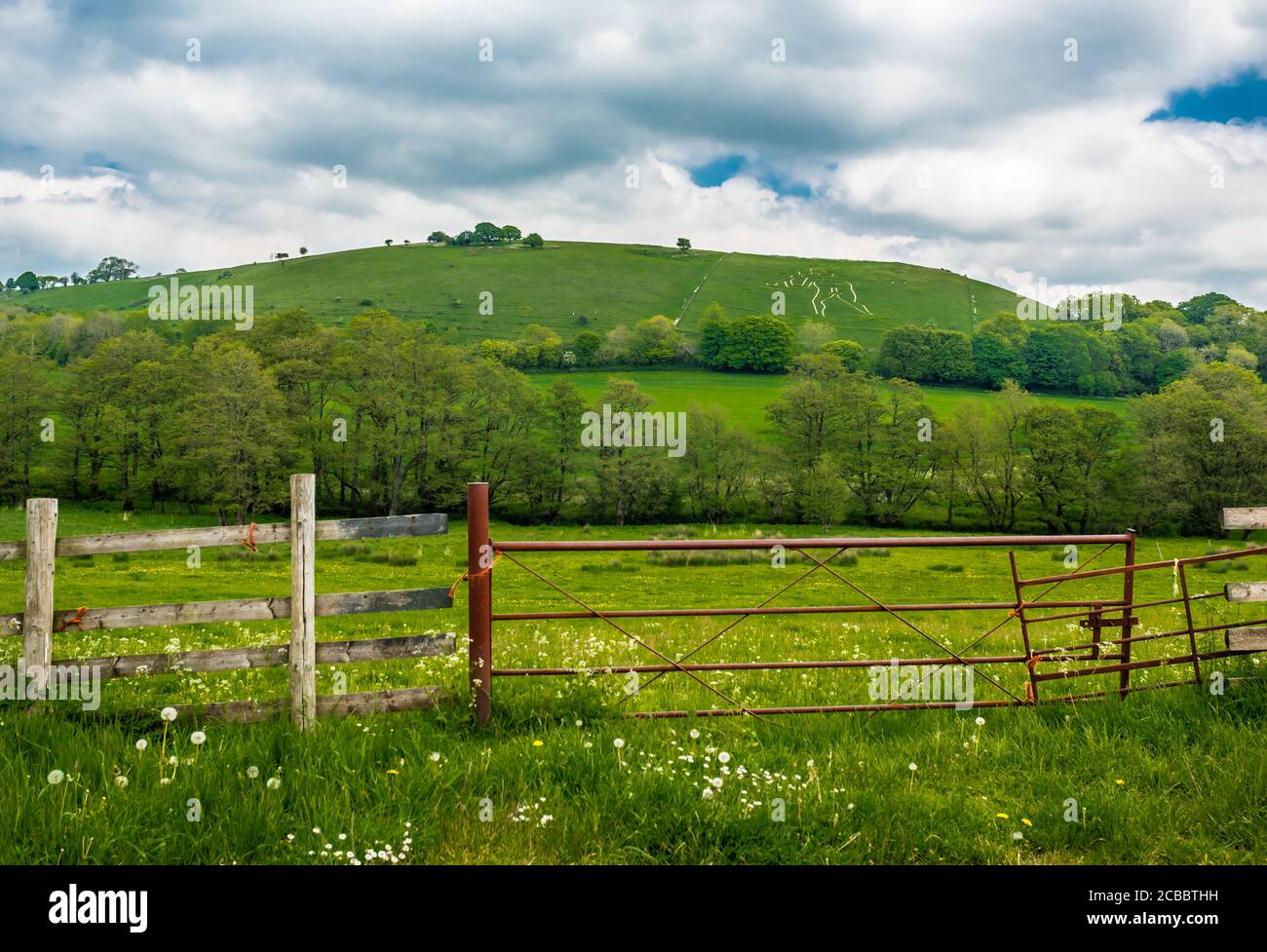 The Cerne Giant. The ancient fertility symbol Stock Photo - Alamy