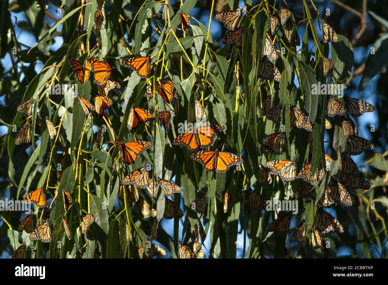Winter Quarters - Monarch butterflies begin to gather to stay warm for ...