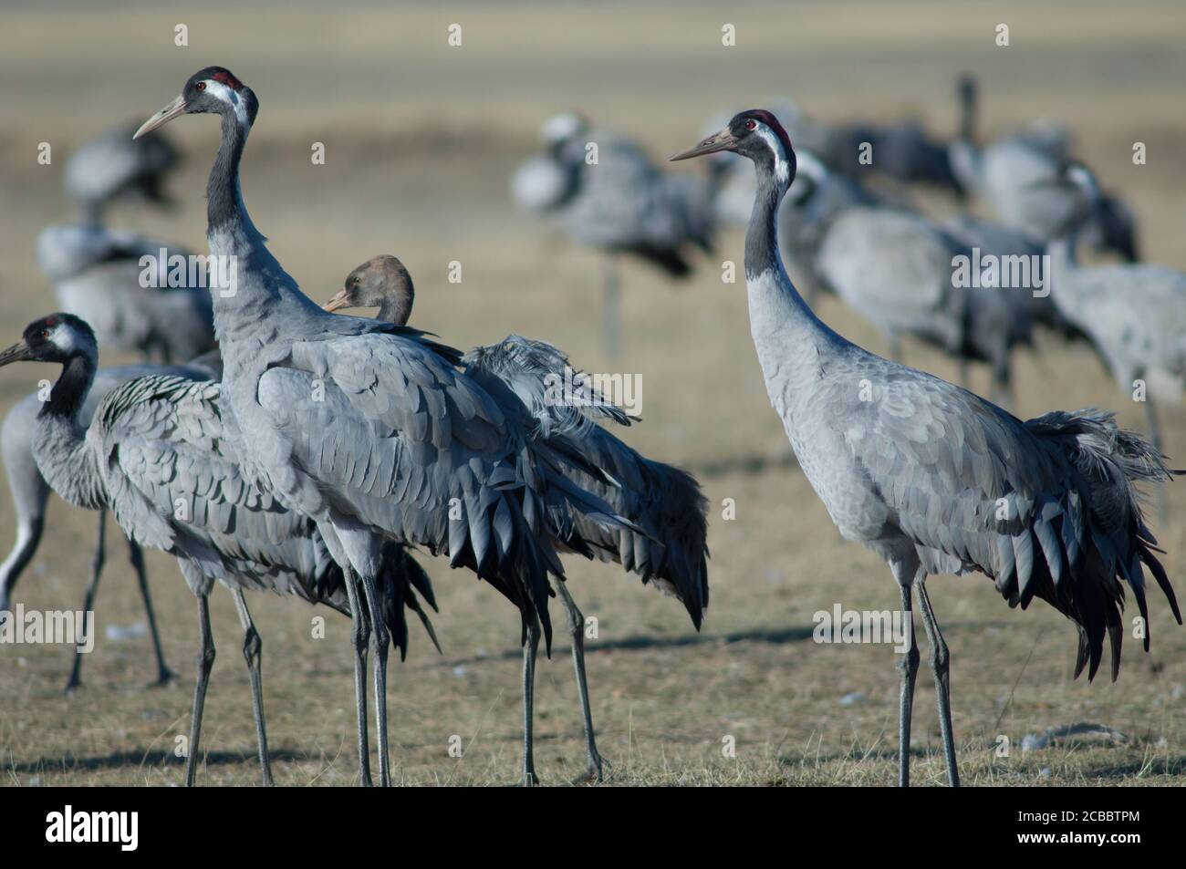 Common cranes Grus grus . Gallocanta Lagoon Natural Reserve. Aragon ...
