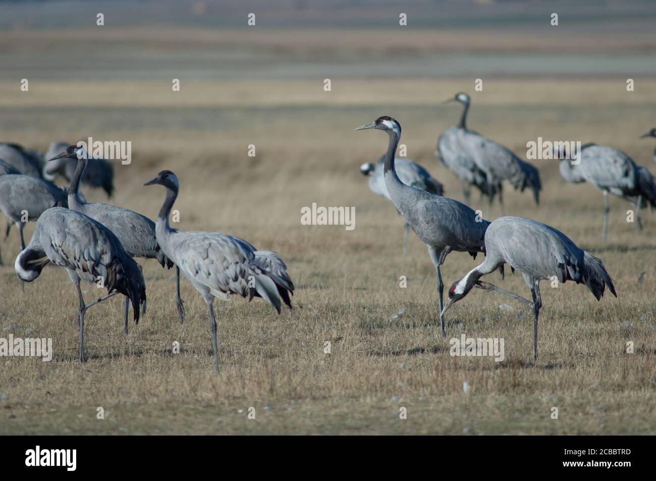 Common cranes Grus grus . Gallocanta Lagoon Natural Reserve. Aragon ...