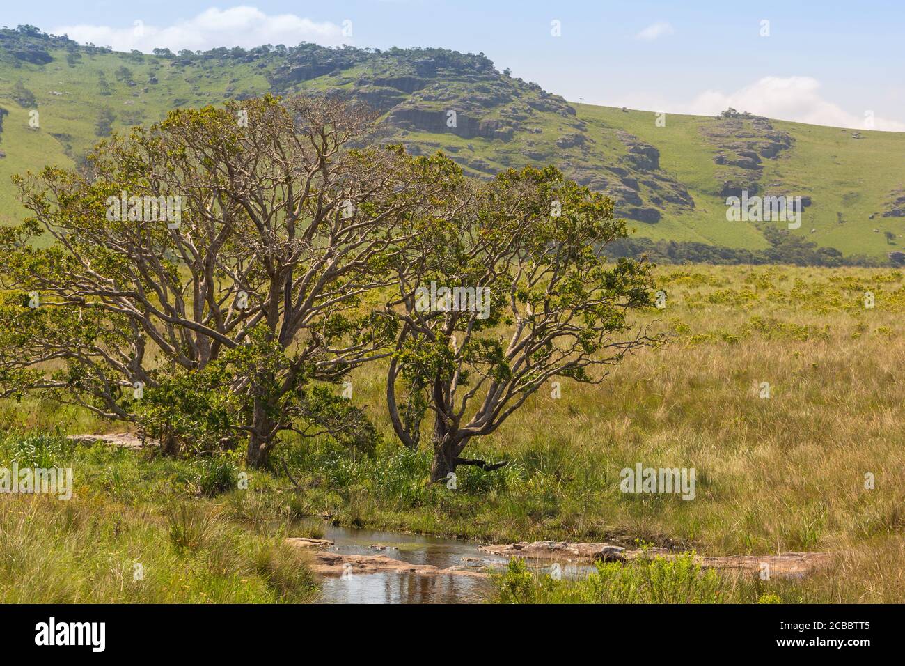 Tree on a tributary of the Bulolo River in Umtamvuna Nature Reserve ...