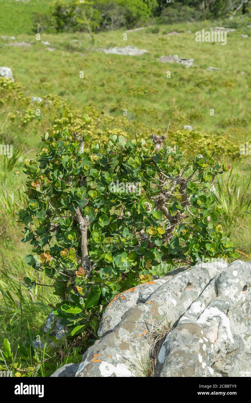 Tree in Umtamvuna Nature Reserve, Port Edward, KwaZulu-Natal, South ...