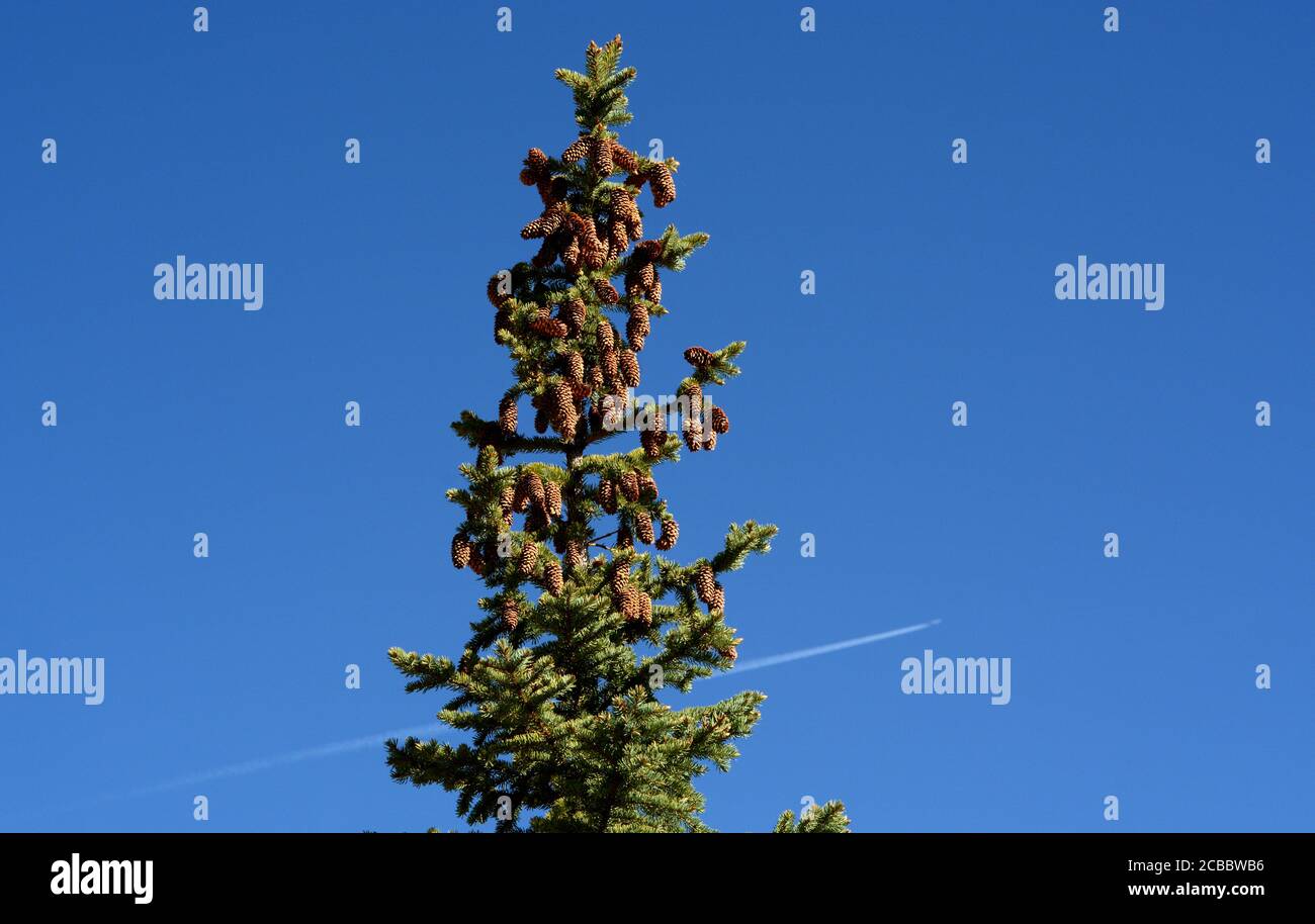 Heavily laden tree hi-res stock photography and images - Alamy