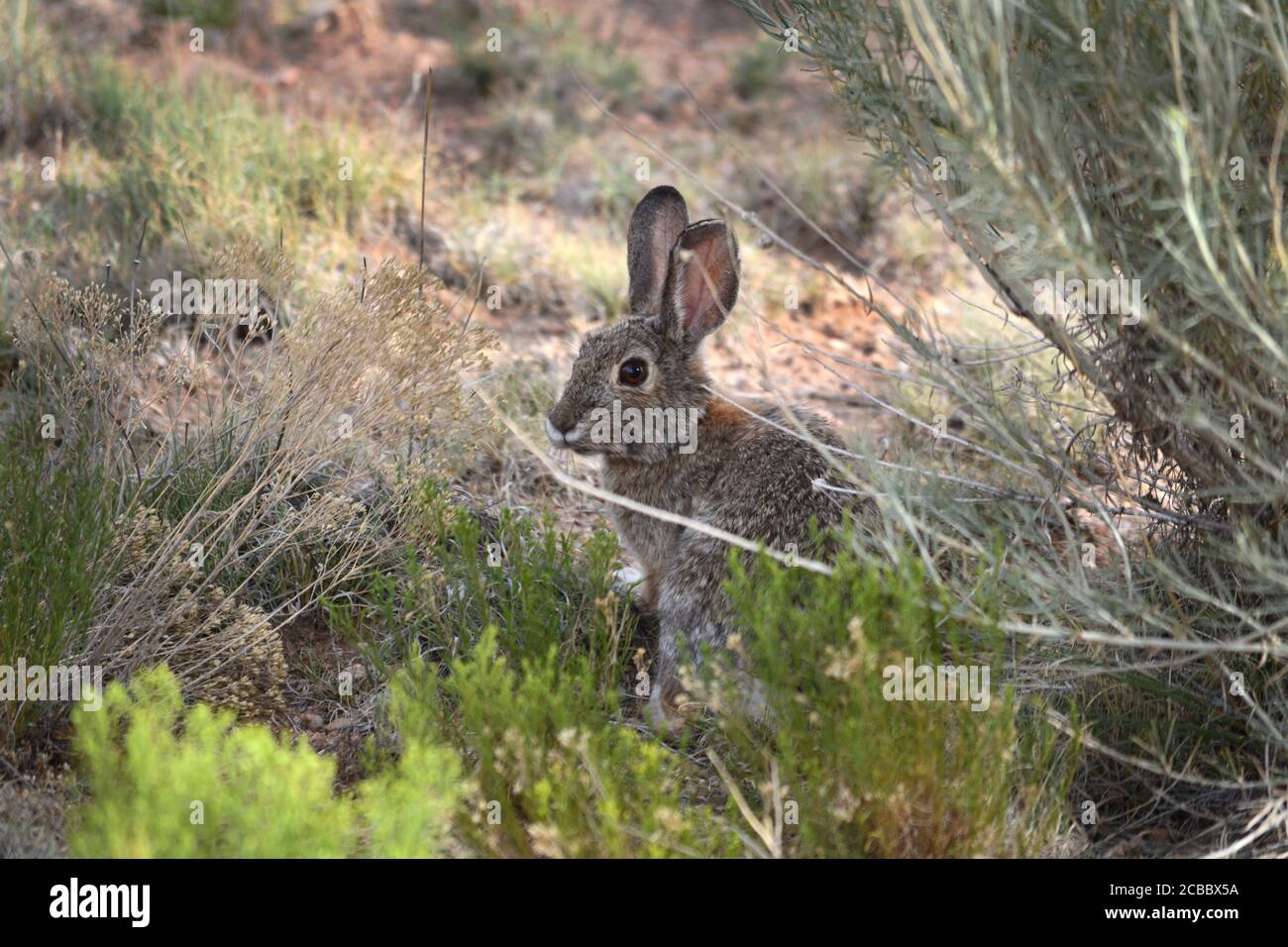 Southwest animal hi-res stock photography and images - Alamy