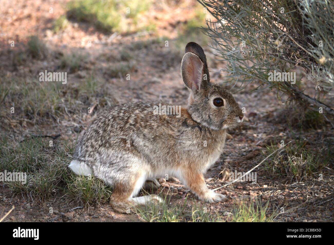 Southwest animal hi-res stock photography and images - Alamy