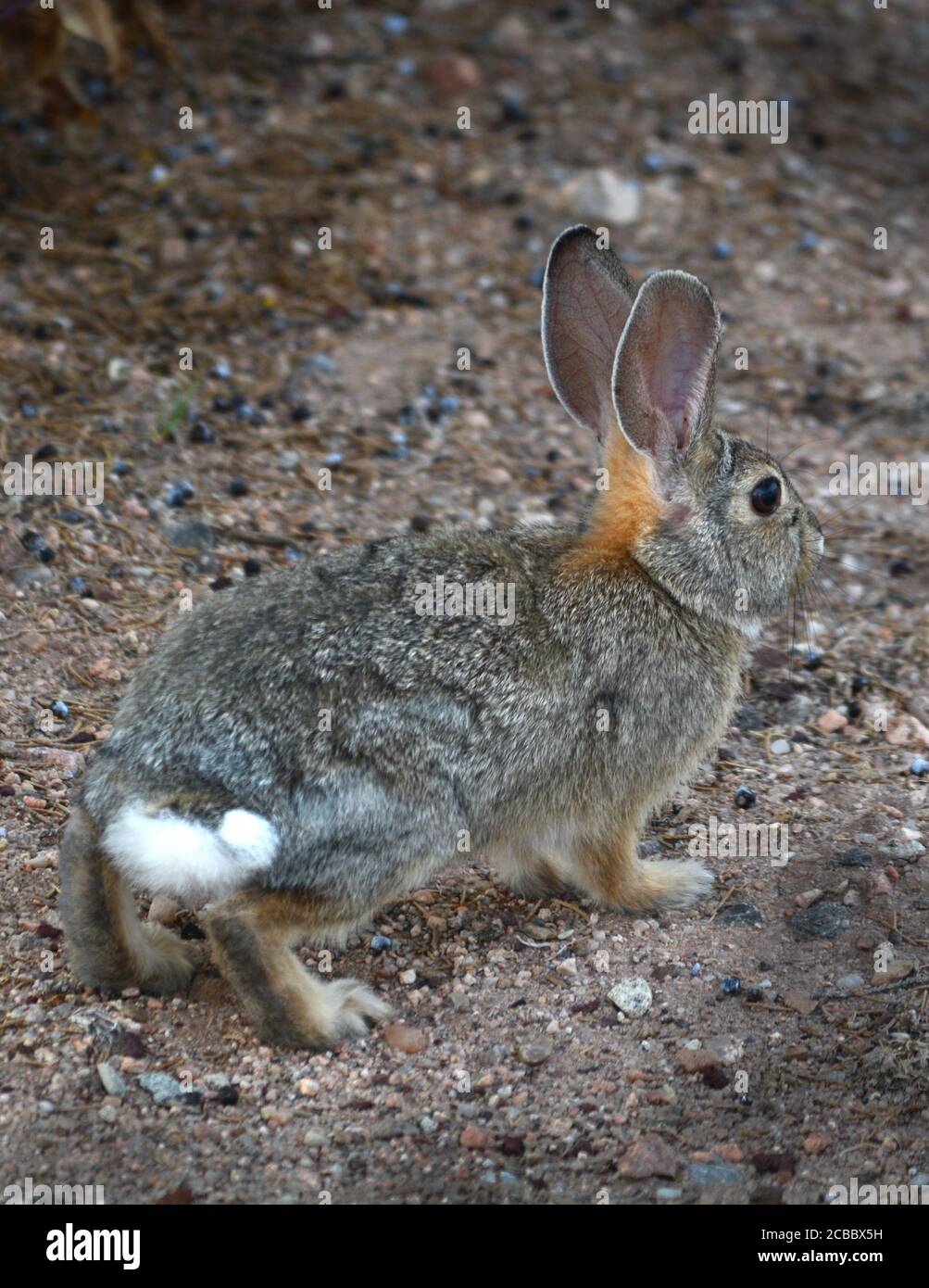 A desert cottontail rabbit in the American Southwest Stock Photo - Alamy