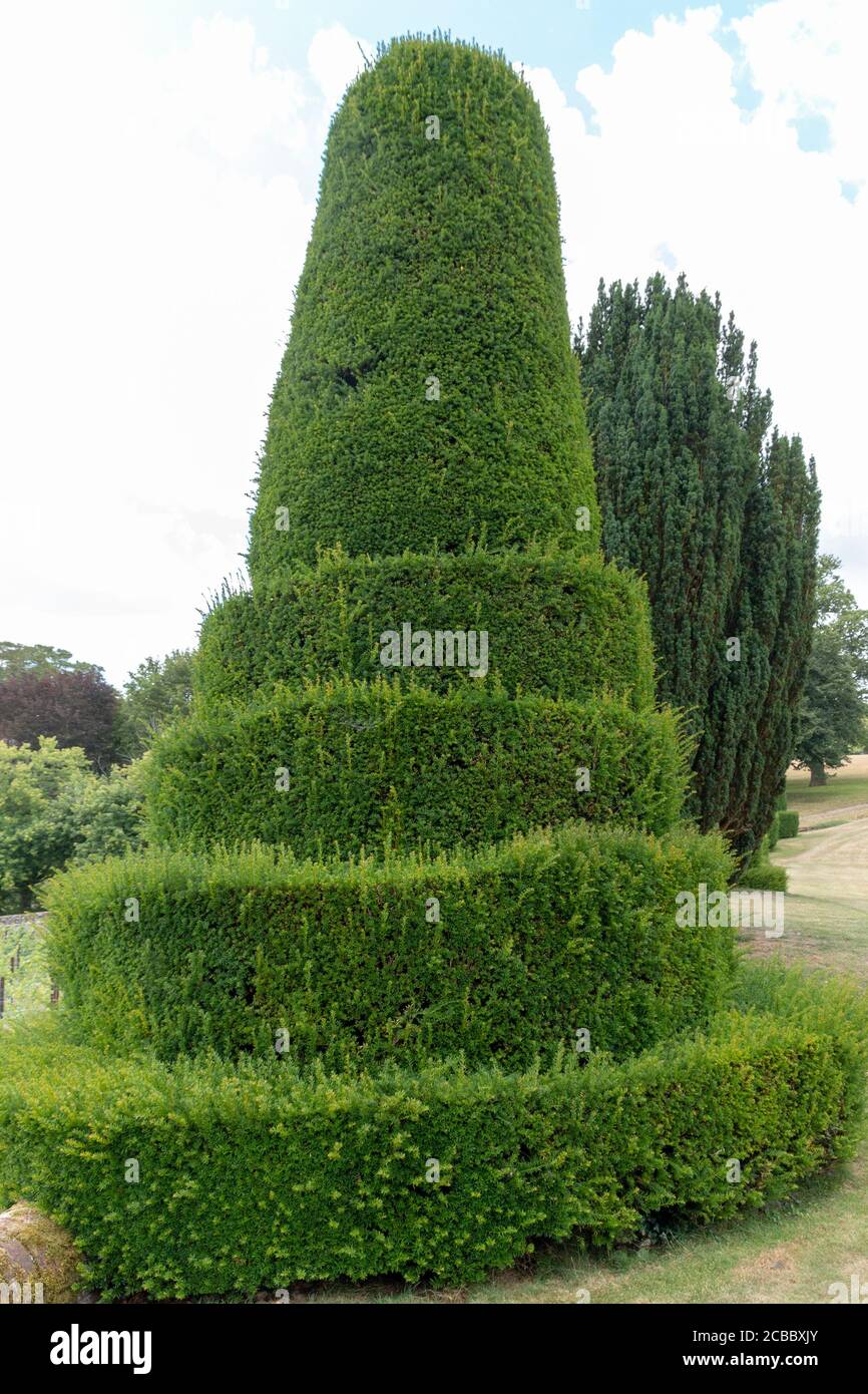 a close up view of a large common juniper tree that has been sculpted ...