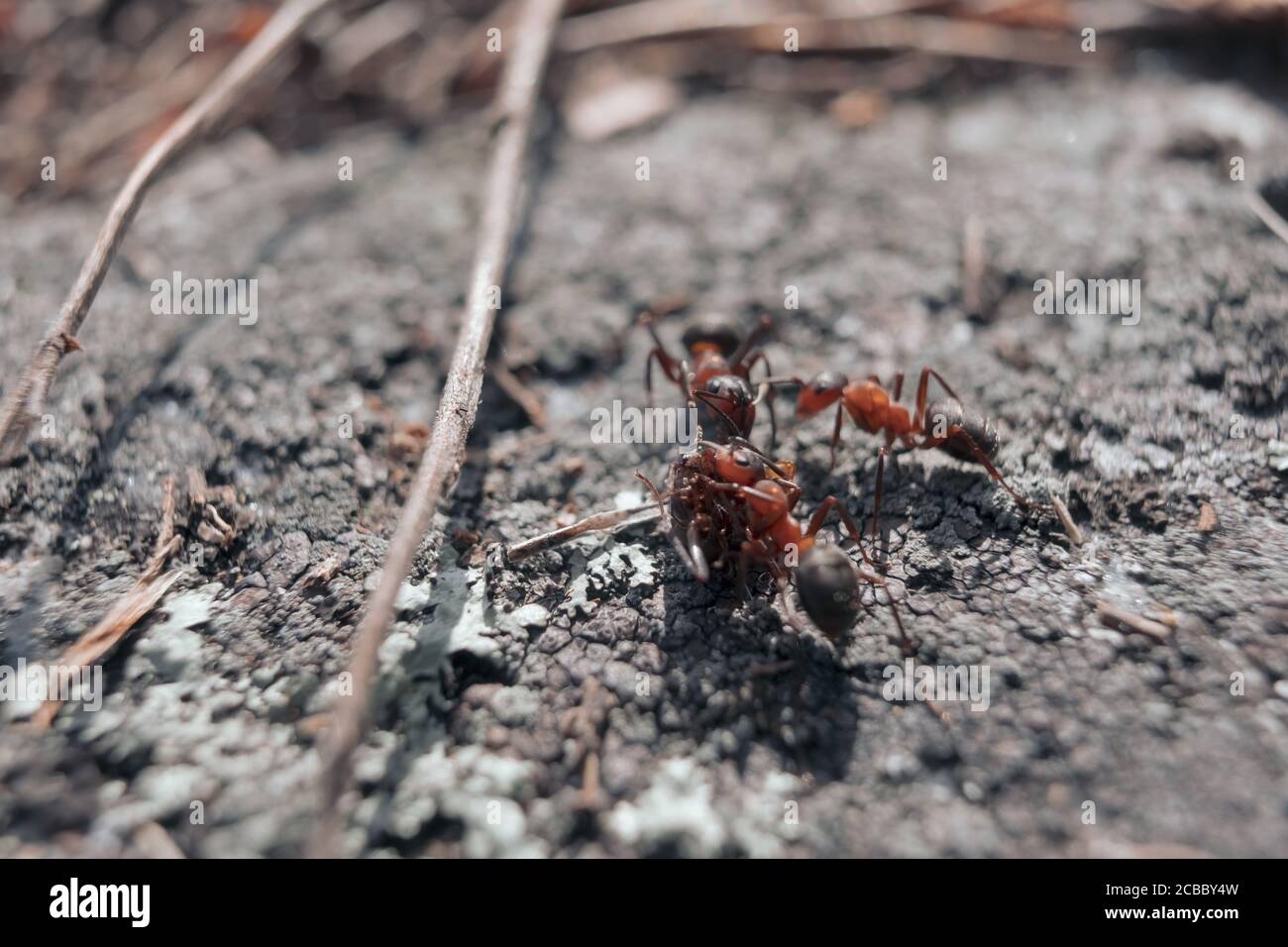 Red ants carying dead ant to the anthill Stock Photo - Alamy